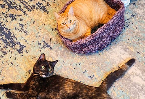 Big Little Crochet Cat Bed Free Pattern