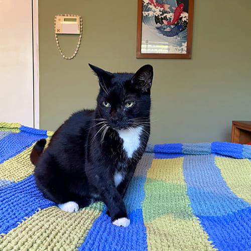 Crochet Cat Blanket Free Pattern
